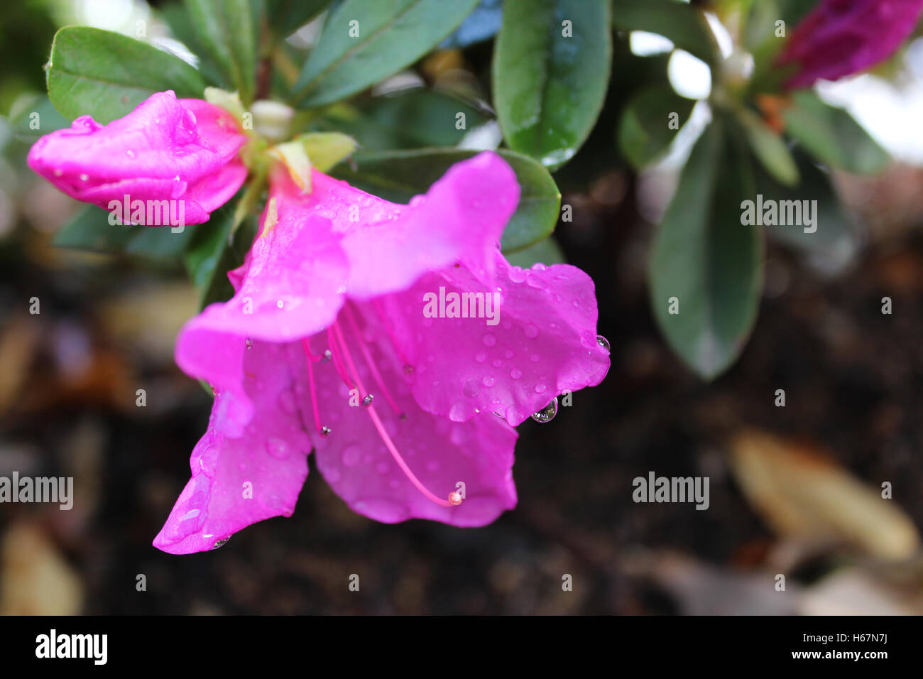 Bright purple Azaleas with the dewdrop at Kyoto, Japan Stock Photo - Alamy