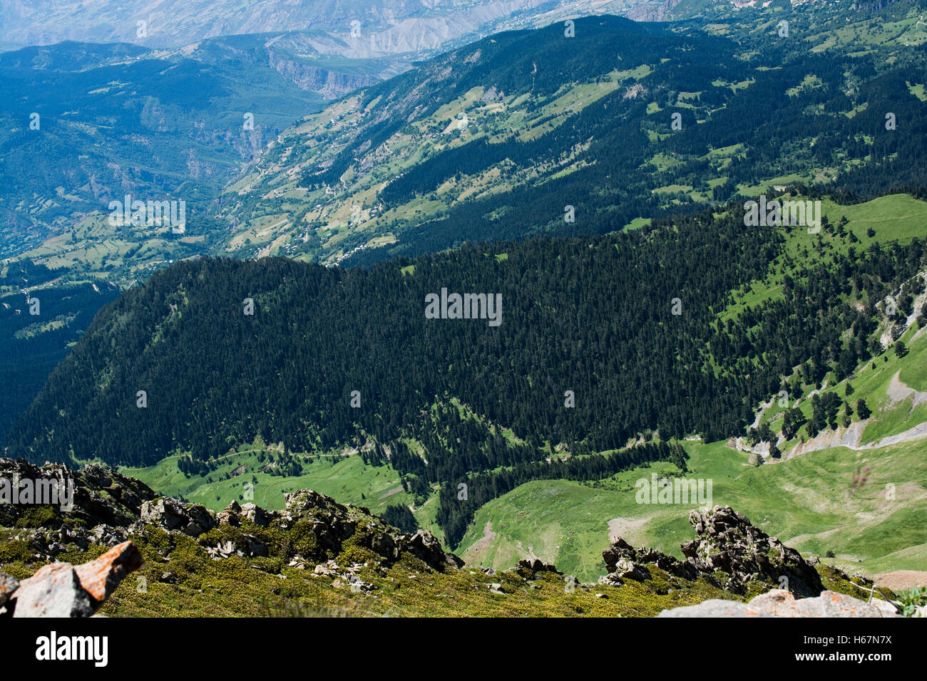 Landscape with trees of highland forest Stock Photo - Alamy