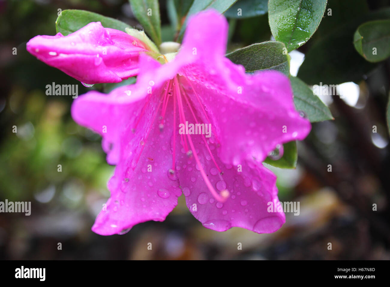 Bright purple Azaleas with the dewdrop at Kyoto, Japan Stock Photo - Alamy