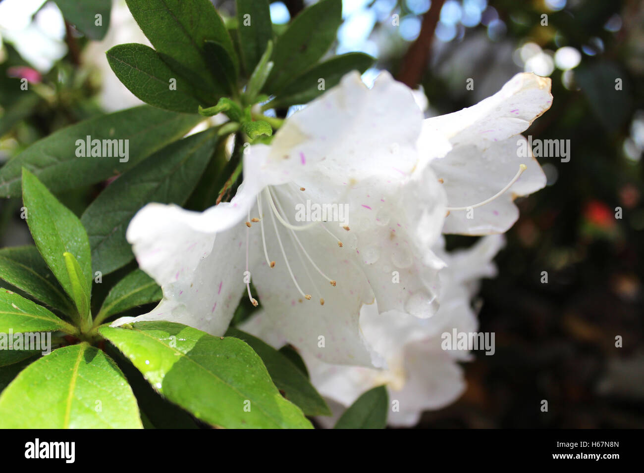 White Azaleas with the dewdrop at Kyoto, Japan Stock Photo - Alamy