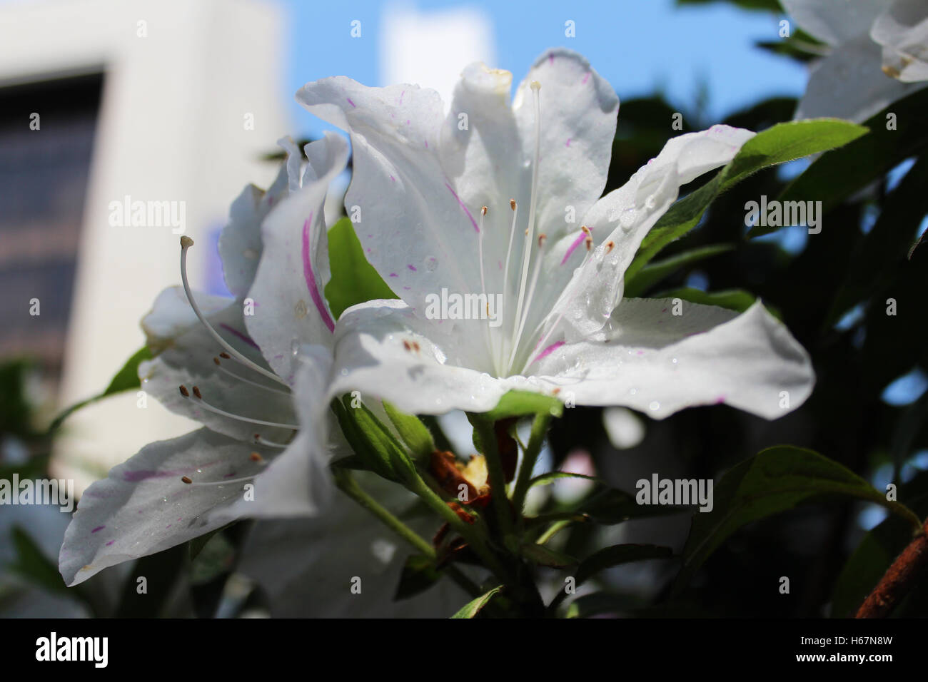 White Azaleas with the dewdrop at Kyoto, Japan Stock Photo - Alamy