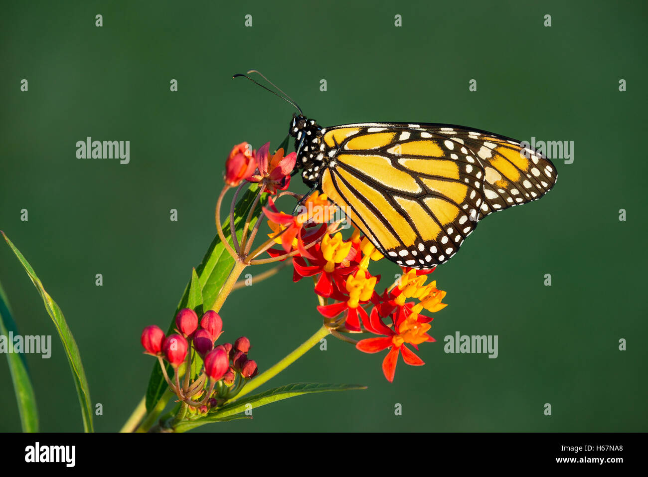 Newly emerged Monarch butterfly (Danaus plexippus) on tropical milkweed ...