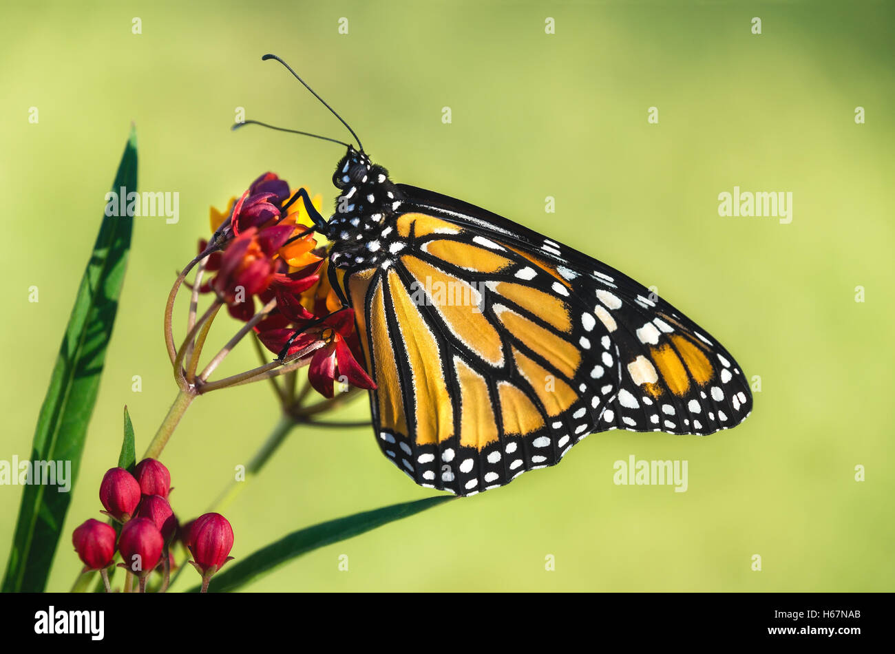 Newly emerged Monarch butterfly (Danaus plexippus) on tropical milkweed ...
