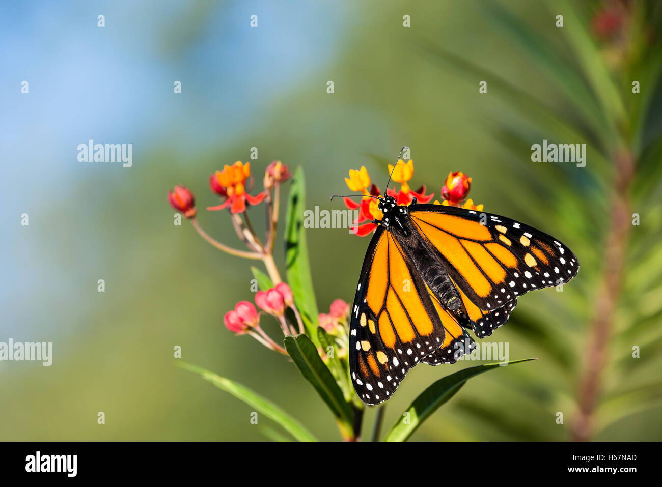 Newly emerged Monarch butterfly (Danaus plexippus) on tropical milkweed ...