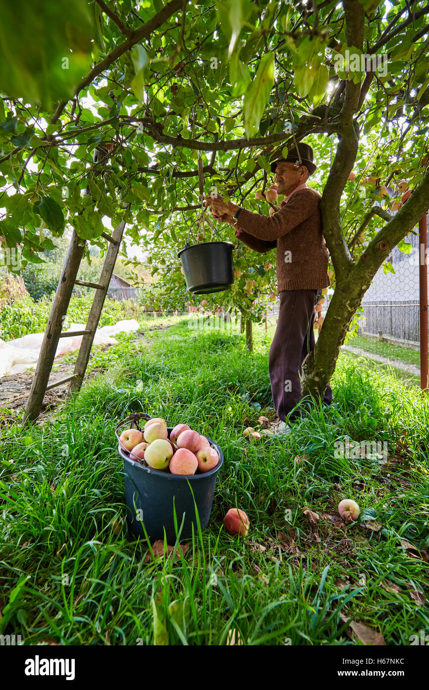 Senior farmer picking apples in an orchard Stock Photo - Alamy