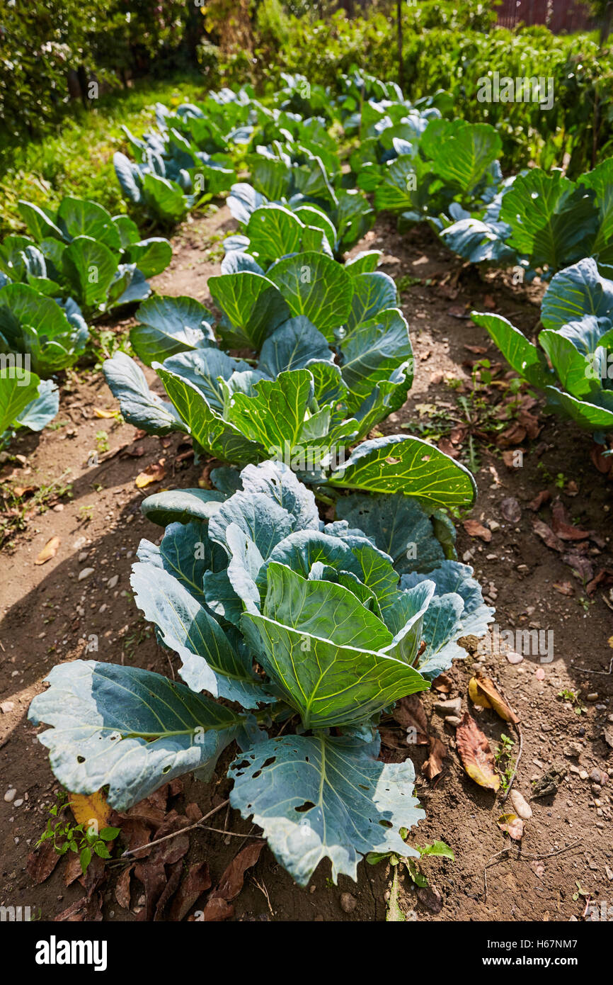 Rows of cabbage hi-res stock photography and images - Alamy