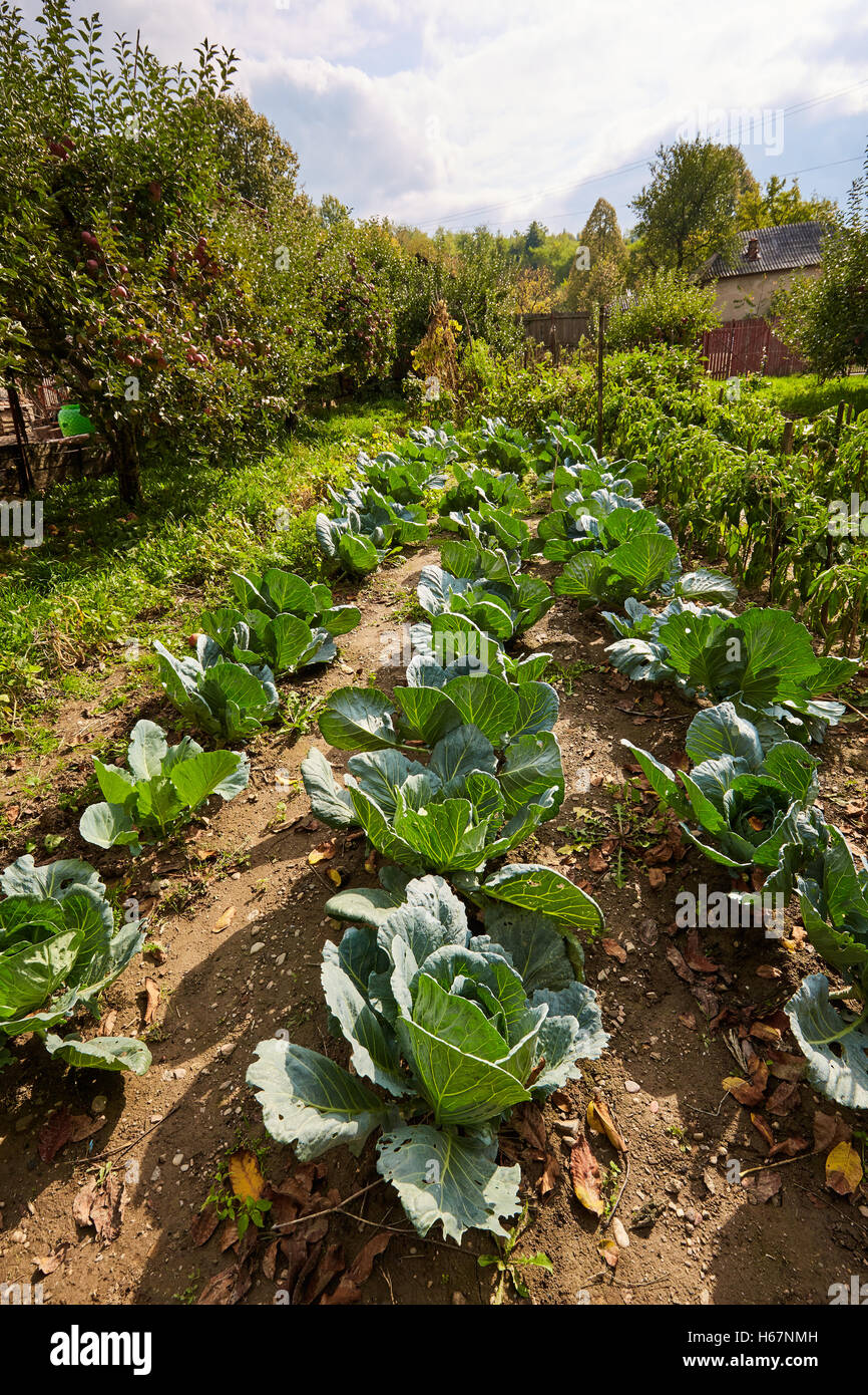 Cabbage rows hi-res stock photography and images - Alamy