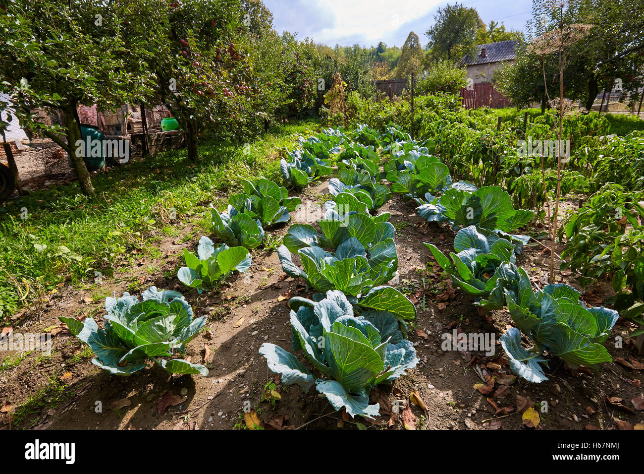Rows of cabbage hi-res stock photography and images - Alamy