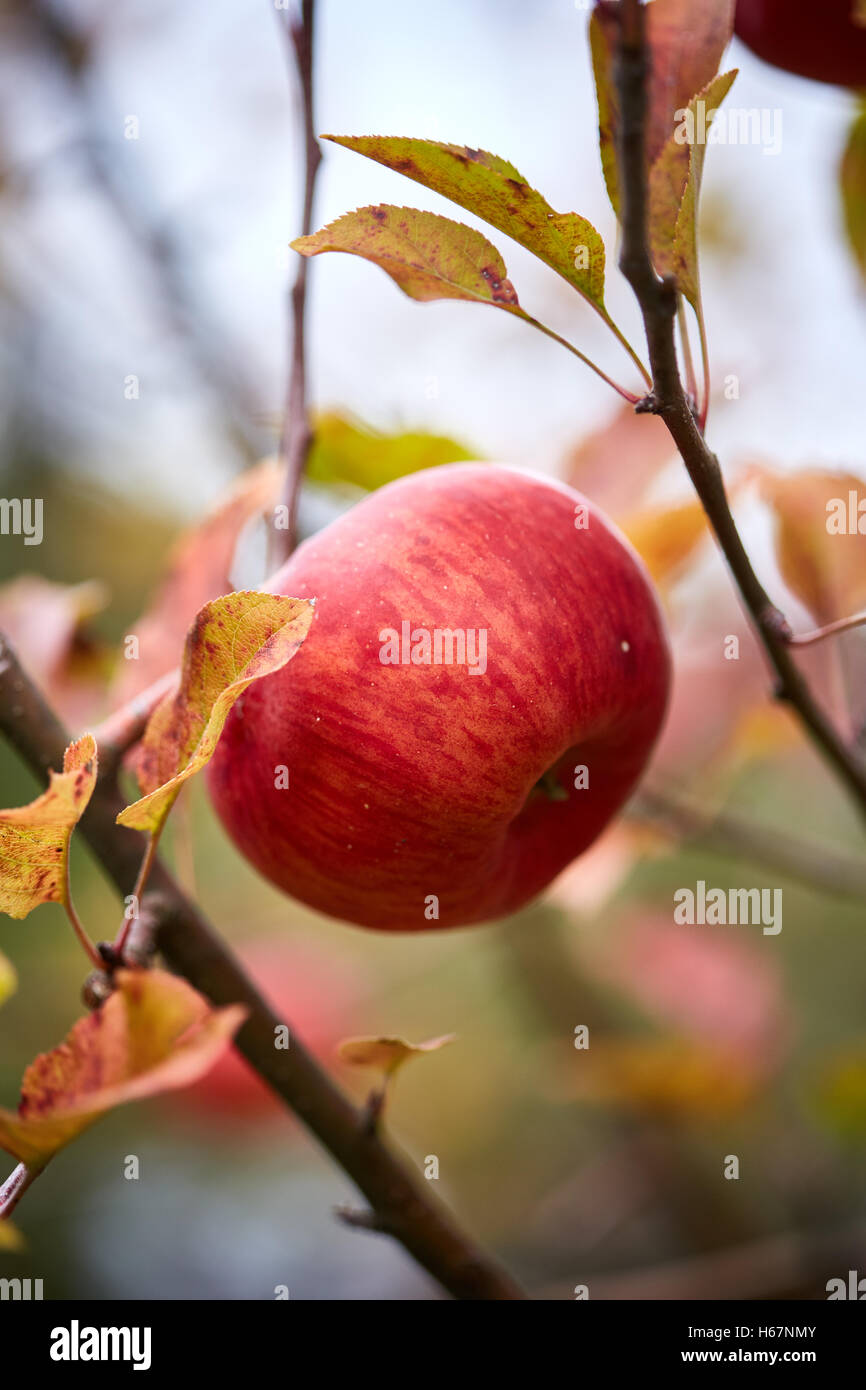 Closeup of delicious ripe red apples in a tree at harvest time Stock ...