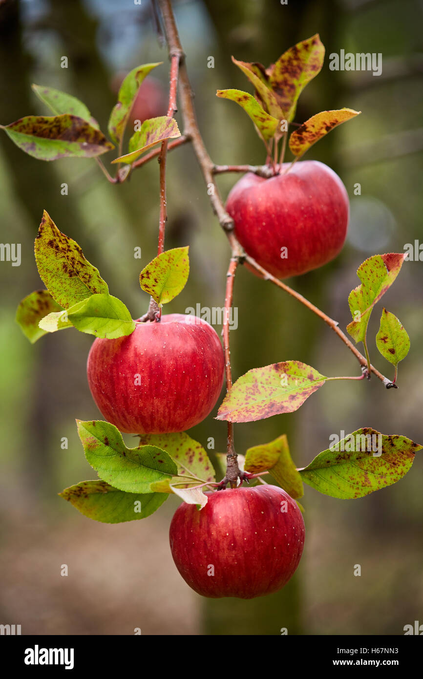 Closeup of delicious ripe red apples in a tree at harvest time Stock ...