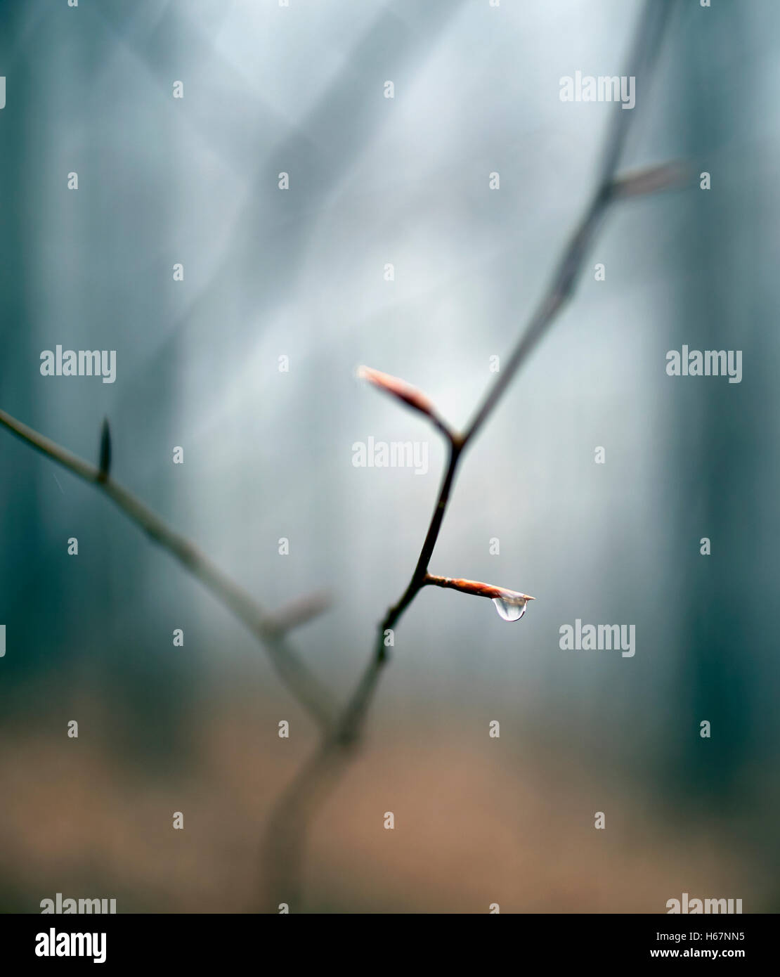 Closeup on a rain drop on a twig in the forest with blurred background ...