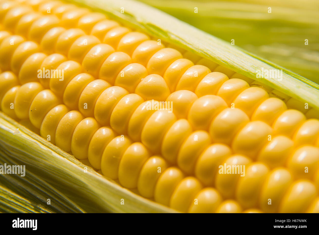 The seeds fruit of the corn. Closeup Stock Photo - Alamy