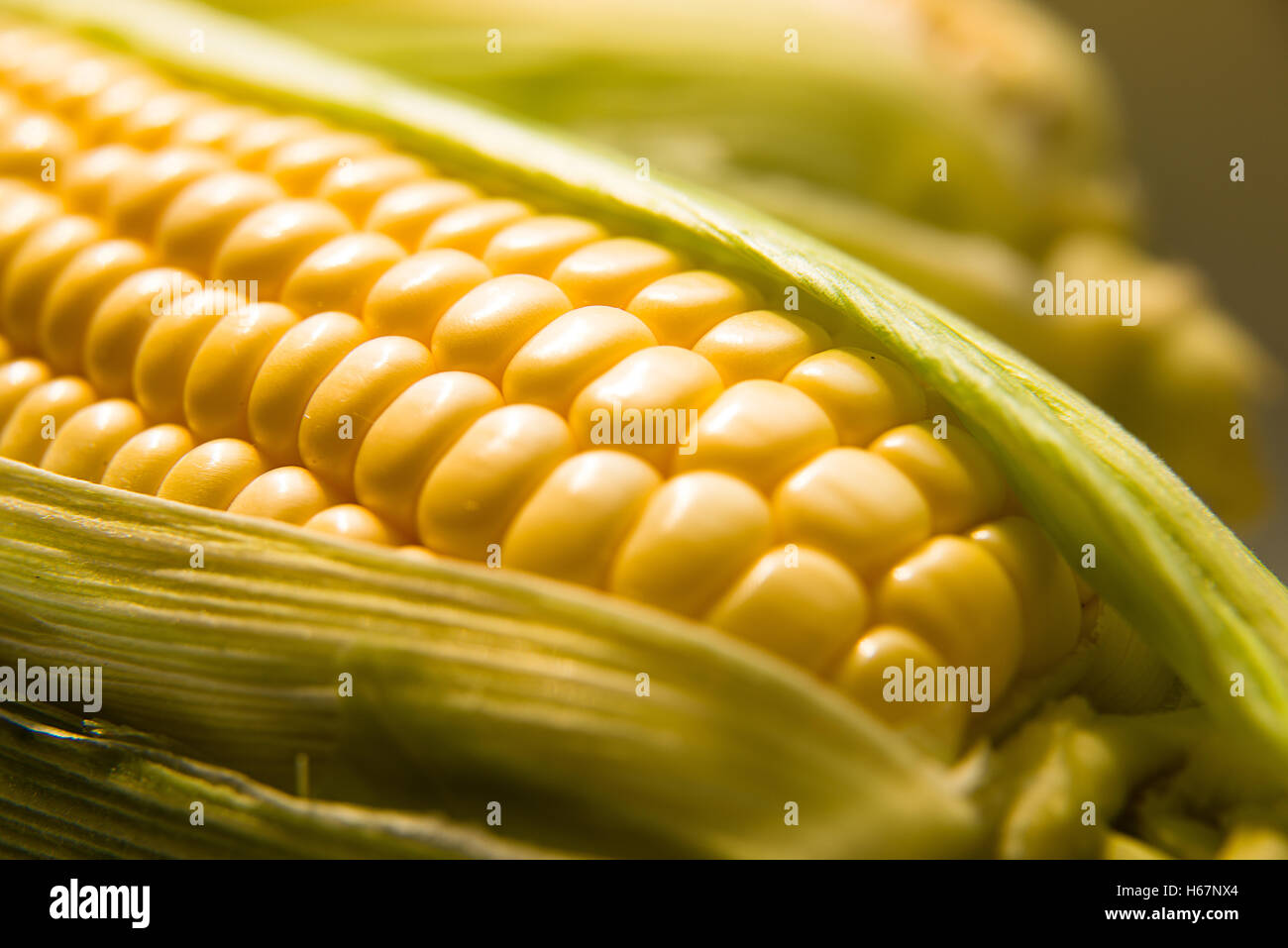The seeds fruit of the corn. Closeup Stock Photo - Alamy