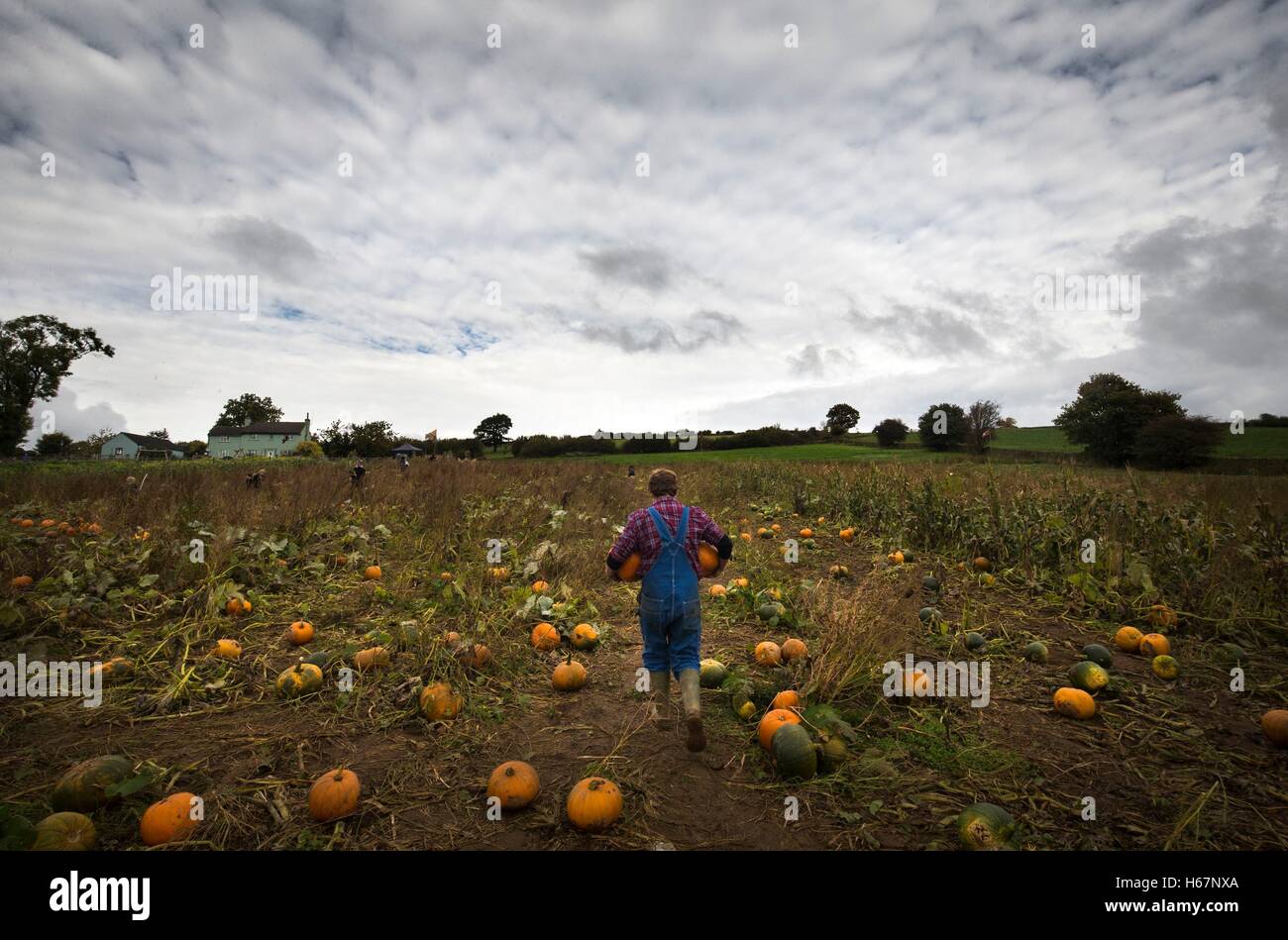 Tom Whitley with pumpkins on Birchfield Farm in North Yorkshire, ahead ...