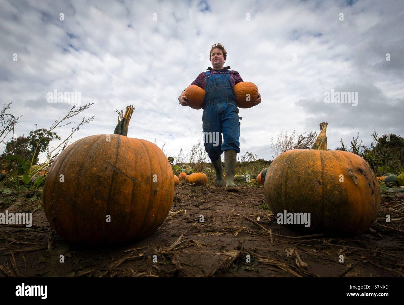 Tom Whitley with pumpkins on Birchfield Farm in North Yorkshire, ahead ...
