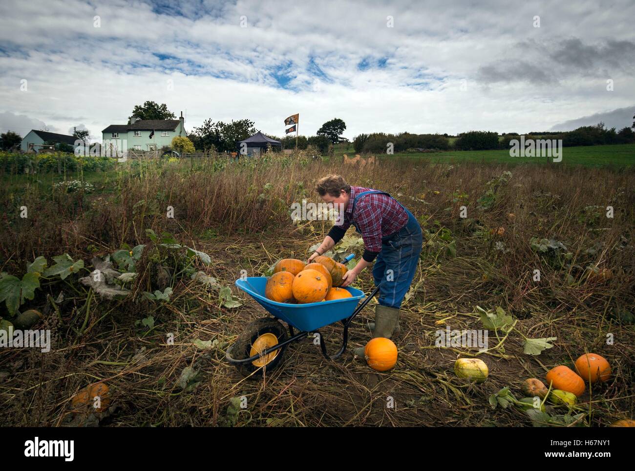Tom Whitley with pumpkins on Birchfield Farm in North Yorkshire, ahead ...