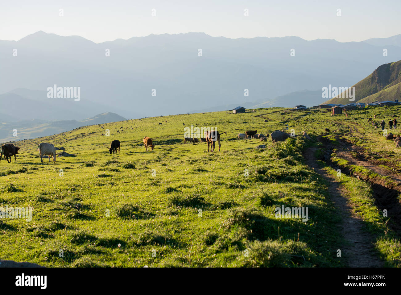 Highland cow evening sun hi-res stock photography and images - Alamy