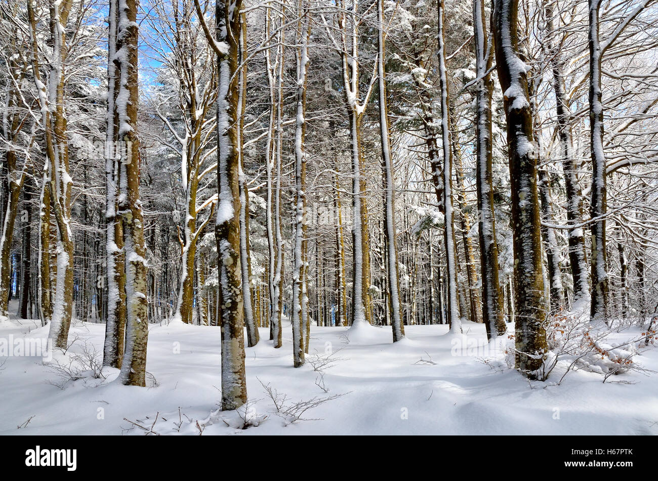 Amazing colors of the snowy forest in winter Stock Photo - Alamy