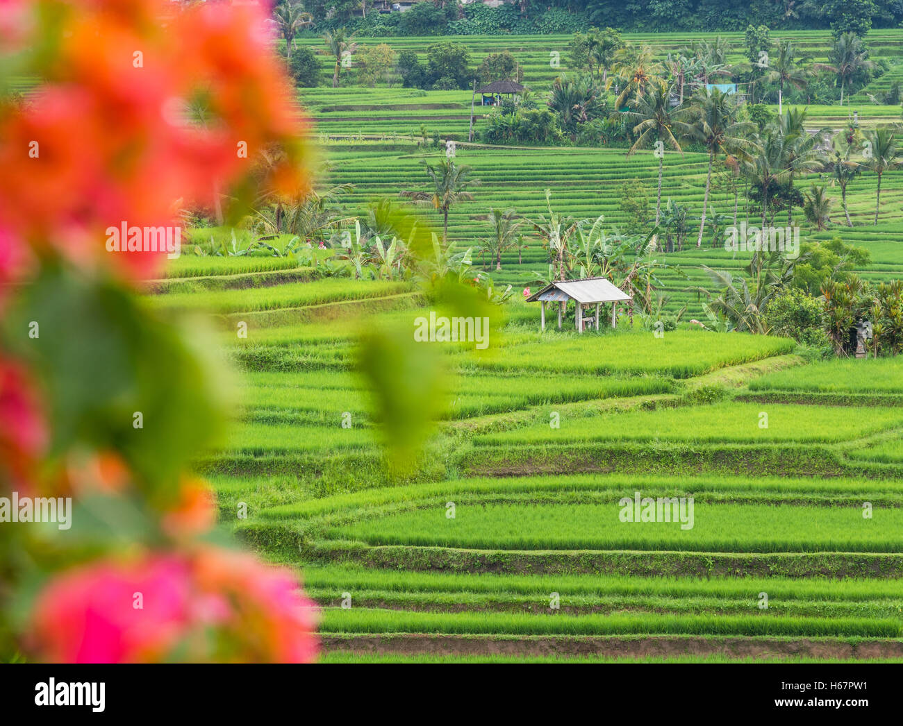 Rice Terraces, banana trees, coconut palms and bougainvillea flowers on ...