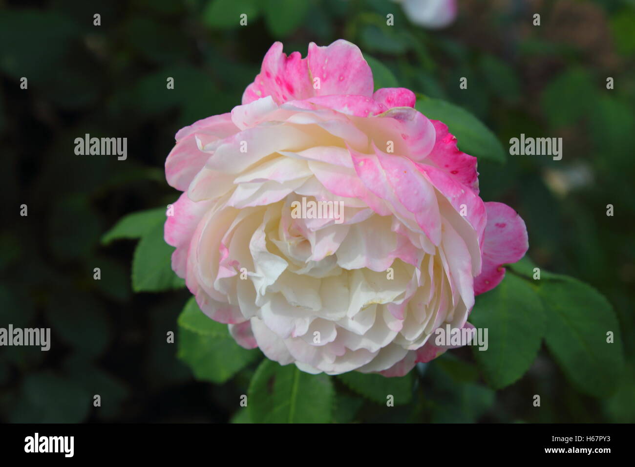 Color pink rose hi-res stock photography and images - Alamy