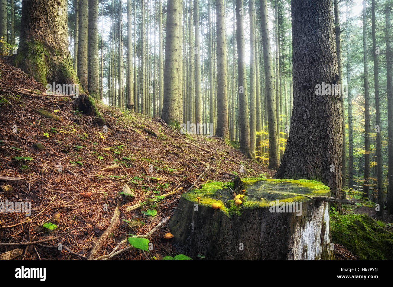 Colors of the forest in autumn in Tuscany,Italy Stock Photo - Alamy