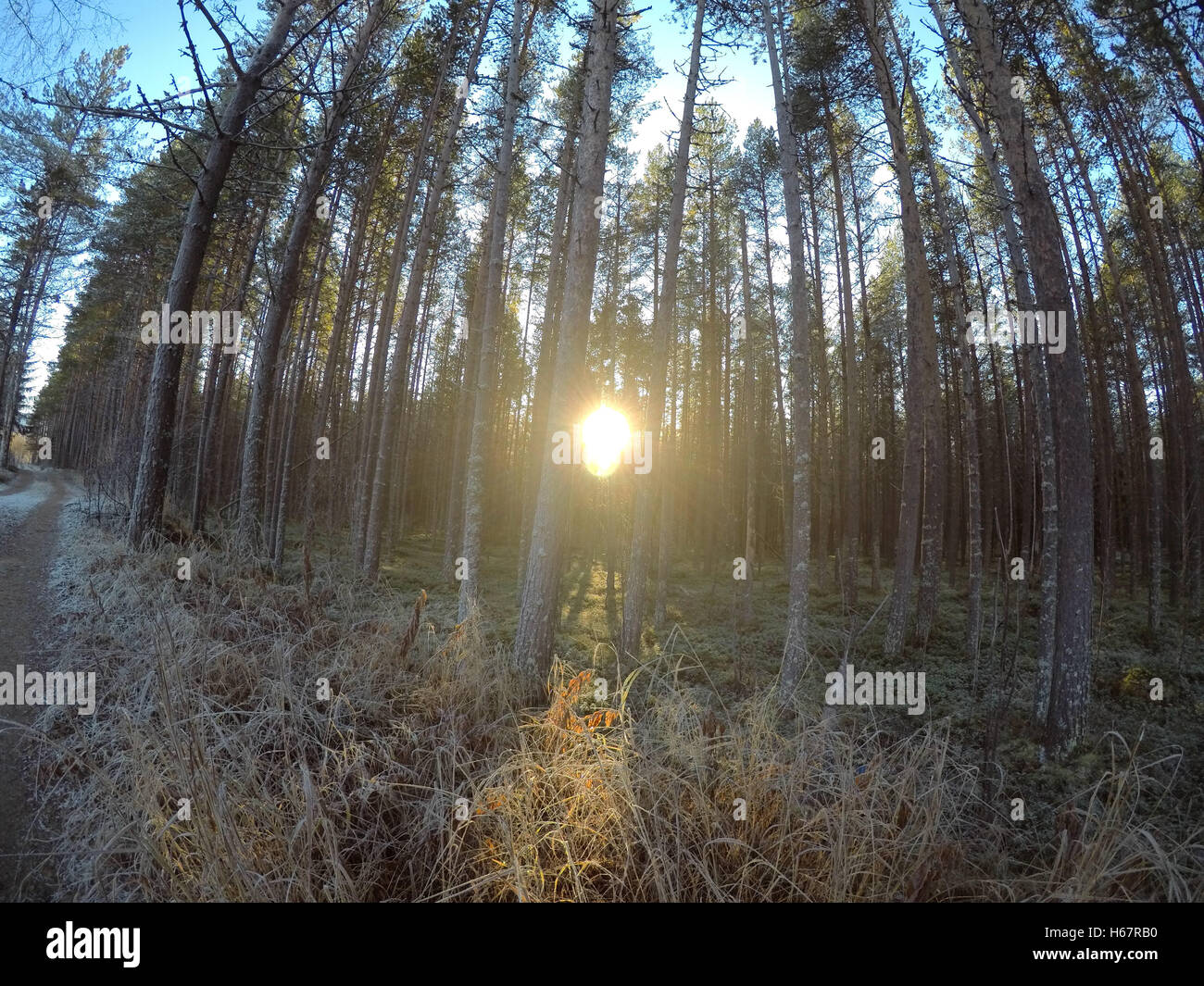 sunshine trough massive pine tree forest Stock Photo - Alamy