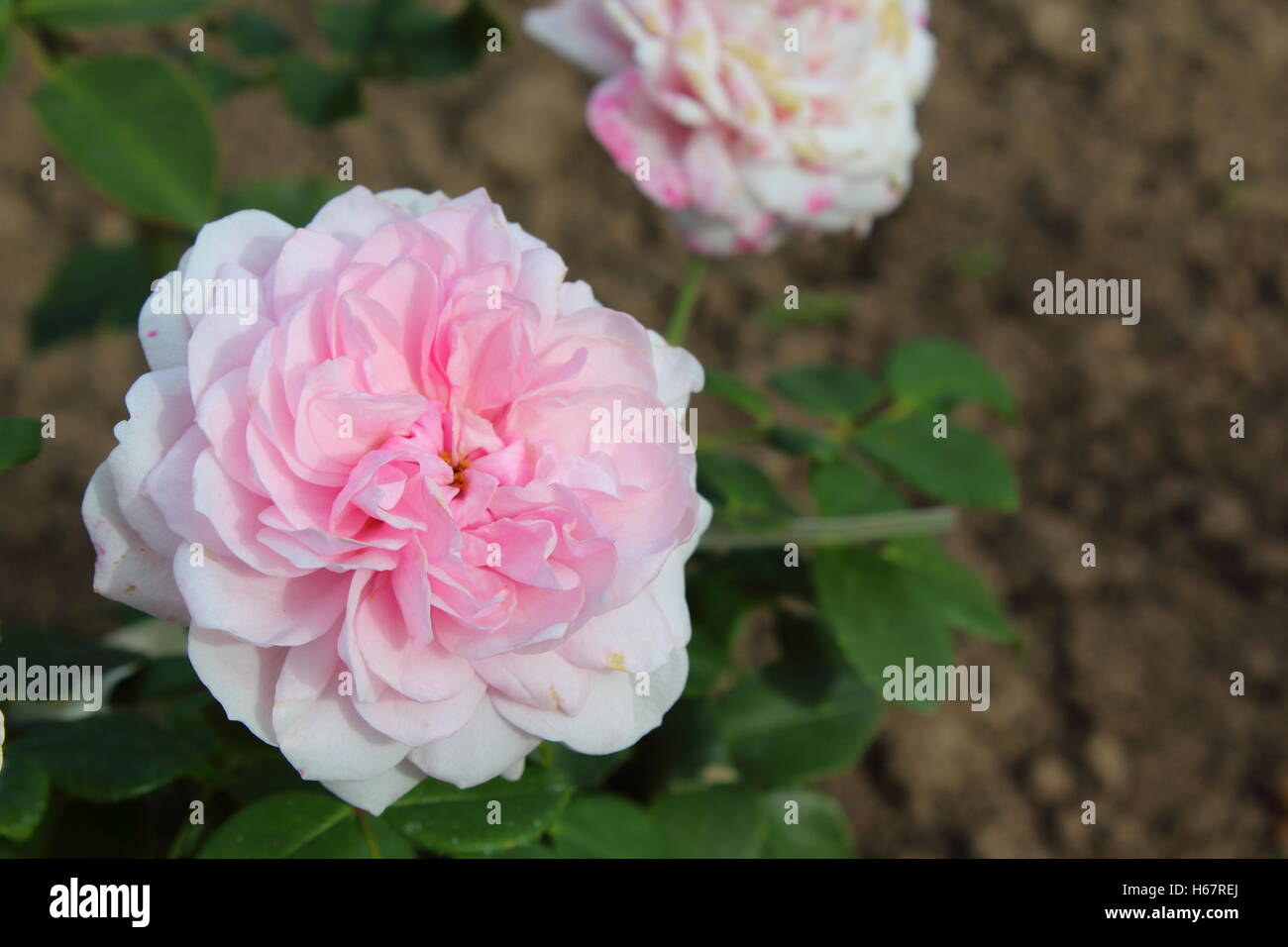 pink rose flower Stock Photo - Alamy