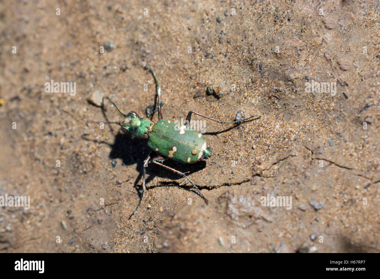 Little colorful bug in nature environment Stock Photo - Alamy