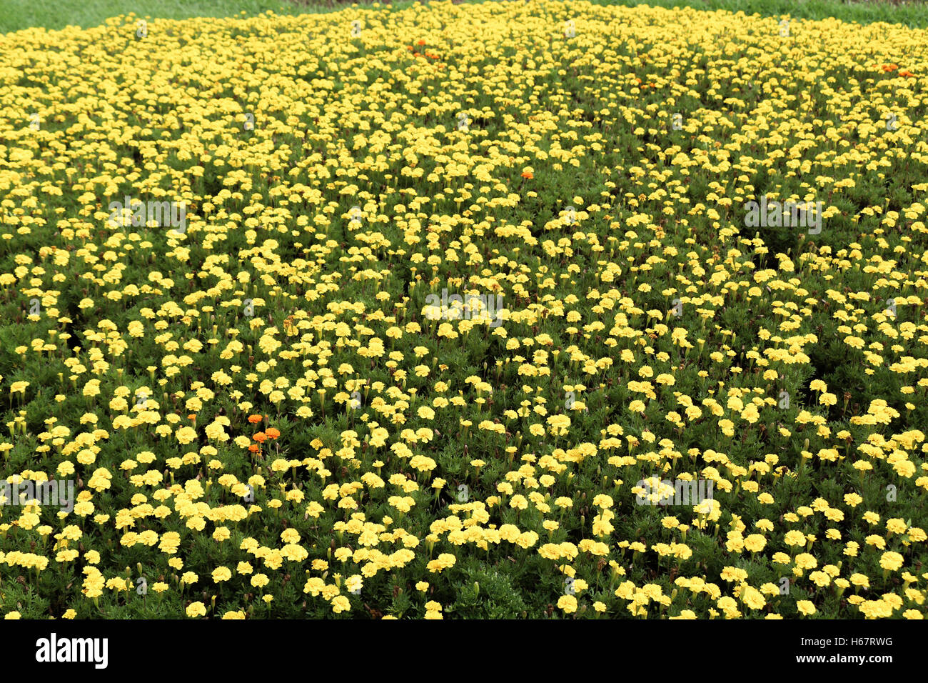 Flower bed as a background with many beautiful colorful flowers Stock ...