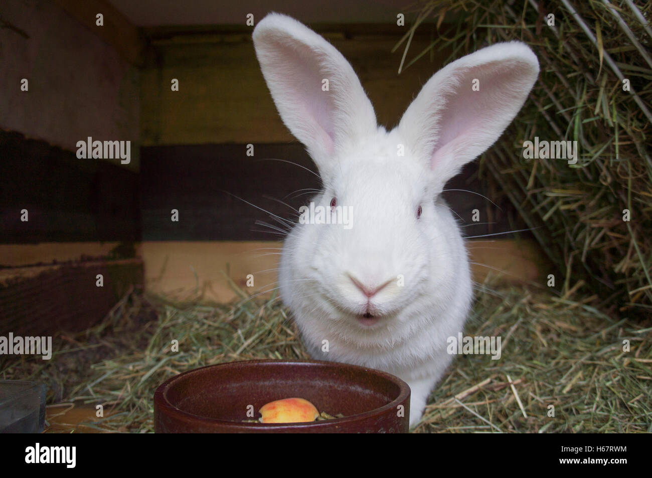 New zealand white rabbit hi-res stock photography and images - Alamy