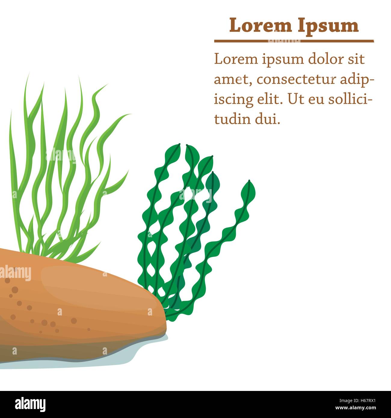 Different algae cartoon illustration Stock Vector Image & Art - Alamy