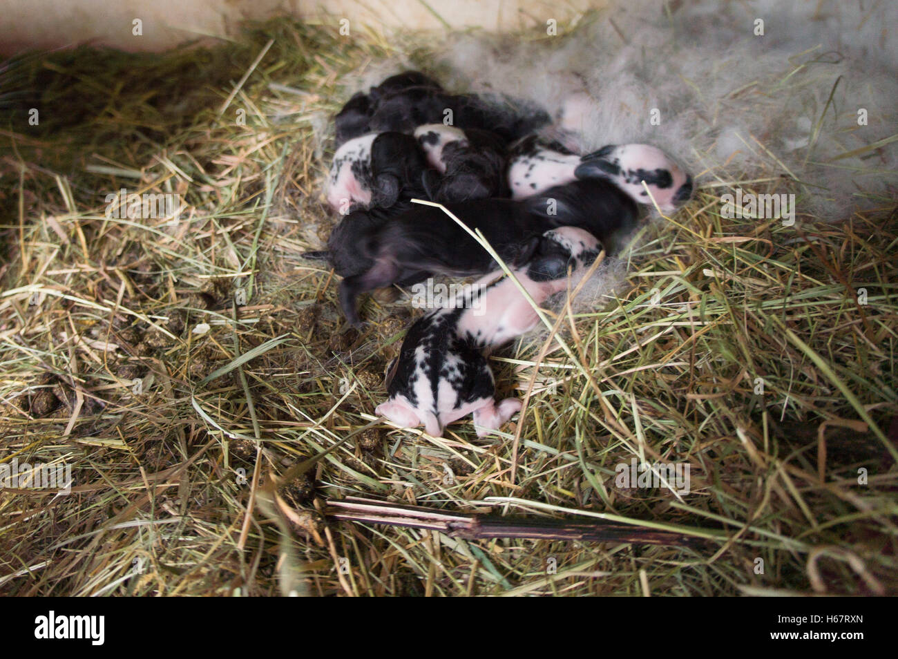 domestic rabbit, four days old newborn litter in nest, straw bedding in ...