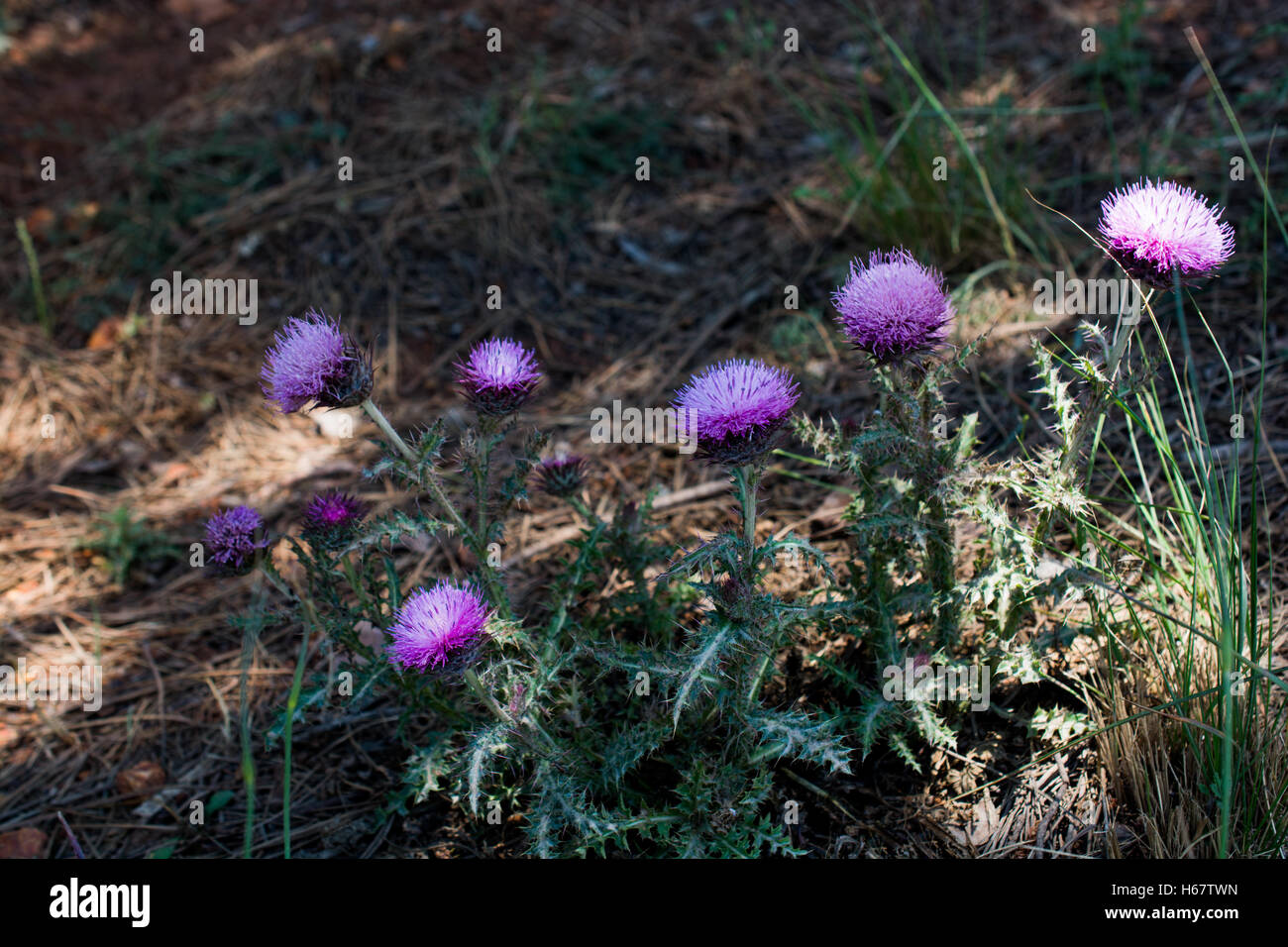 Beautiful Thistle flowers in nature background Stock Photo - Alamy