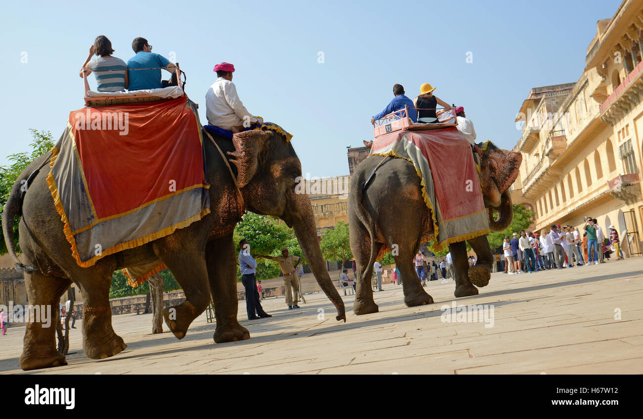 Mahout riding decorated Indian Elephant at Amer fort Stock Photo - Alamy