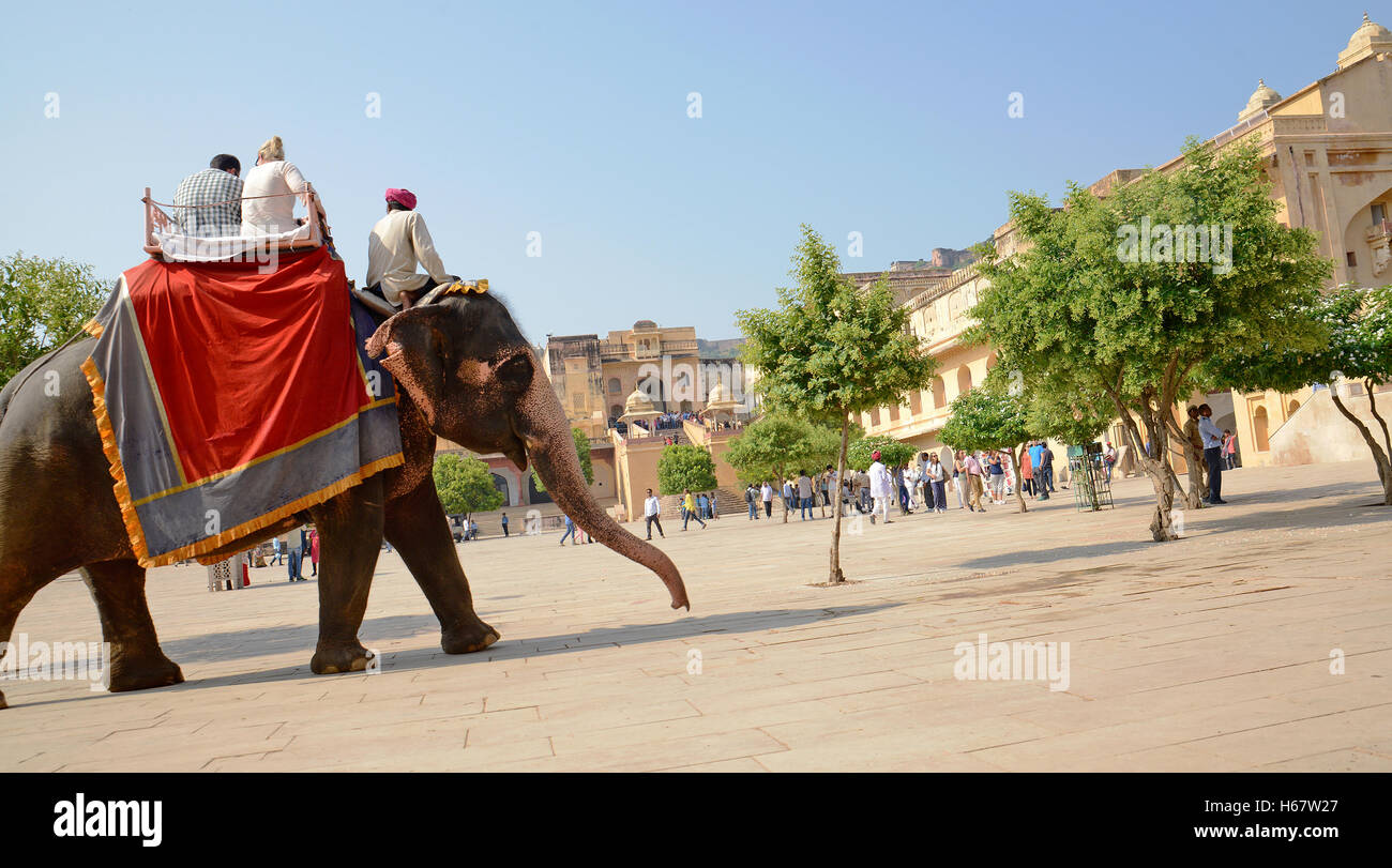 Mahout riding decorated Indian Elephant at Amer fort Stock Photo - Alamy