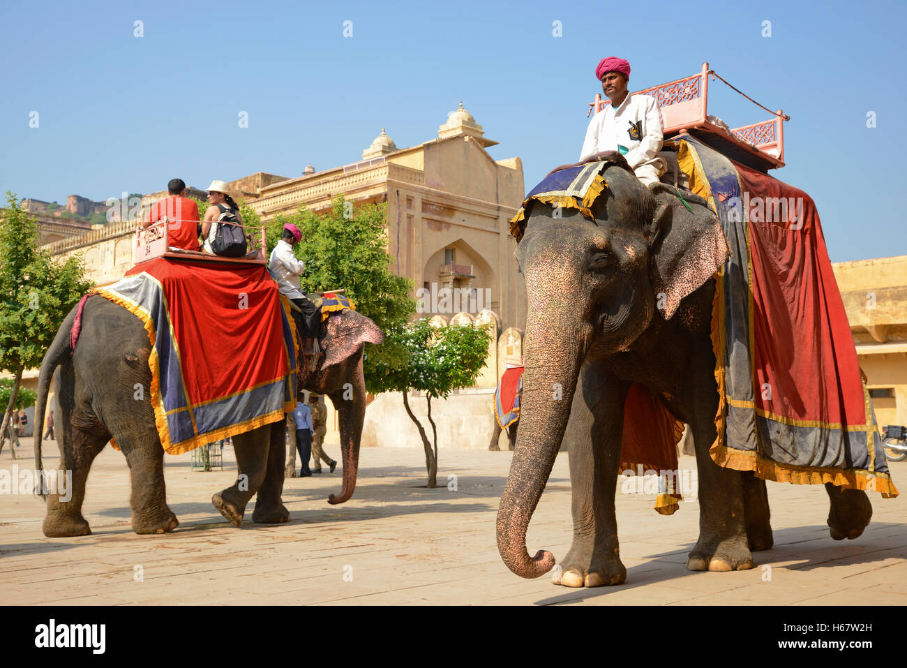 Mahout riding decorated Indian Elephant at Amer fort Stock Photo - Alamy