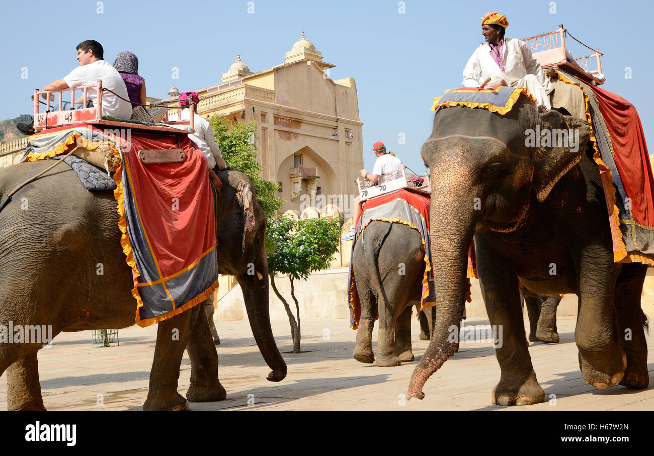 Mahout riding decorated Indian Elephant at Amer fort Stock Photo - Alamy
