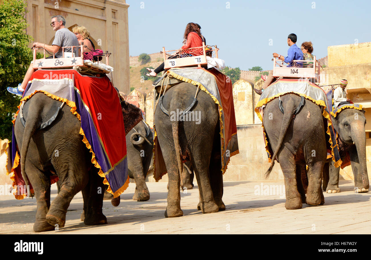 Mahout riding decorated Indian Elephant at Amer fort Stock Photo - Alamy
