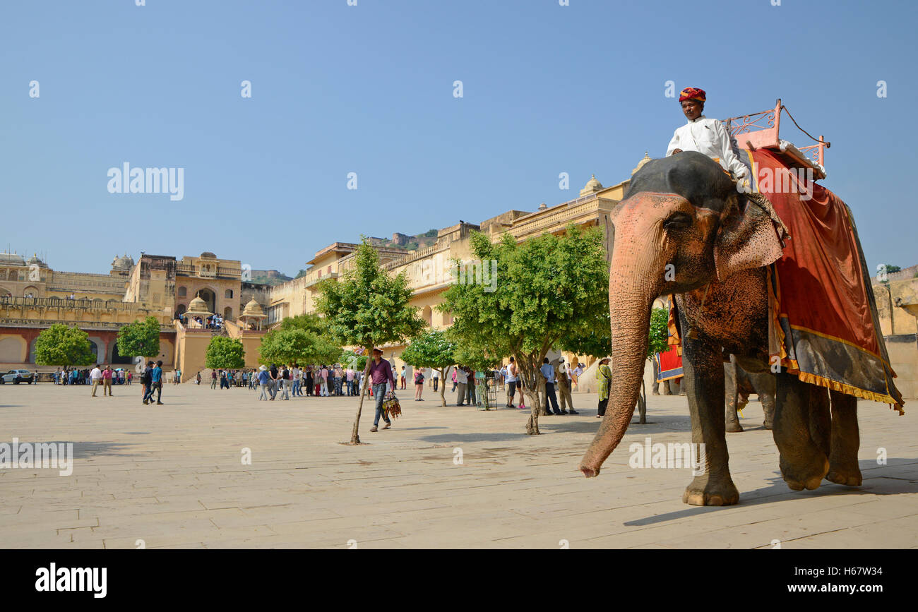 Mahout riding decorated Indian Elephant at Amer fort Stock Photo - Alamy