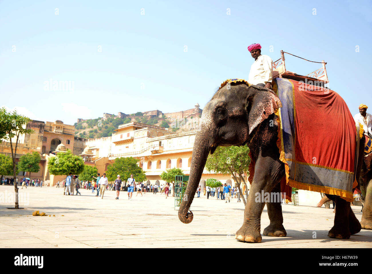 Mahout riding decorated Indian Elephant at Amer fort Stock Photo - Alamy
