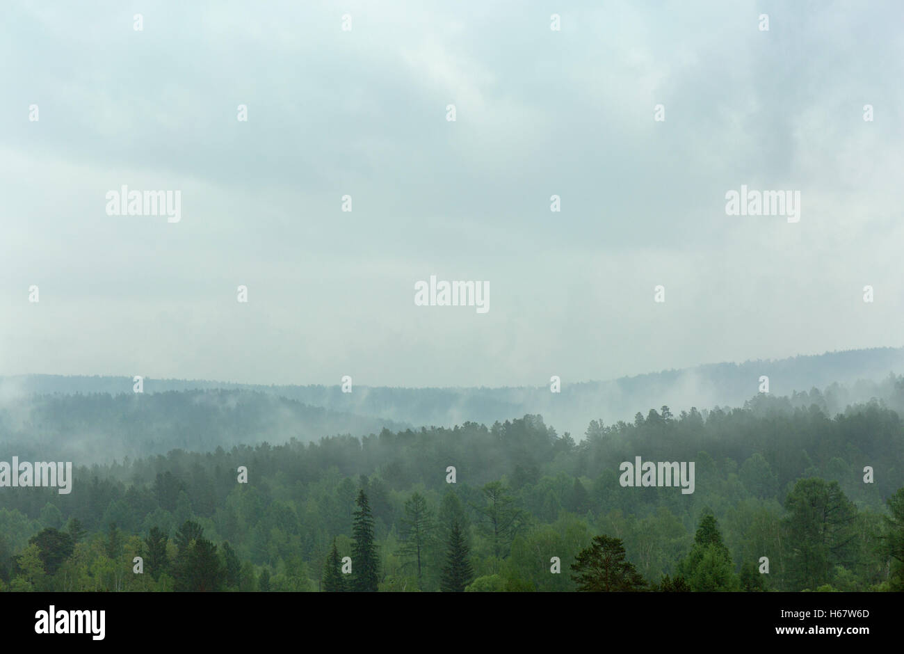 Morning fog in siberian forest. Rain taiga landscape Stock Photo - Alamy