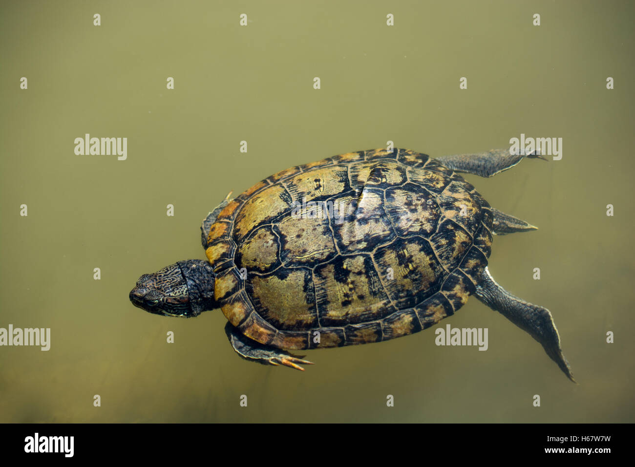Lonely turtle swimming in the muddy water of a lake Stock Photo - Alamy