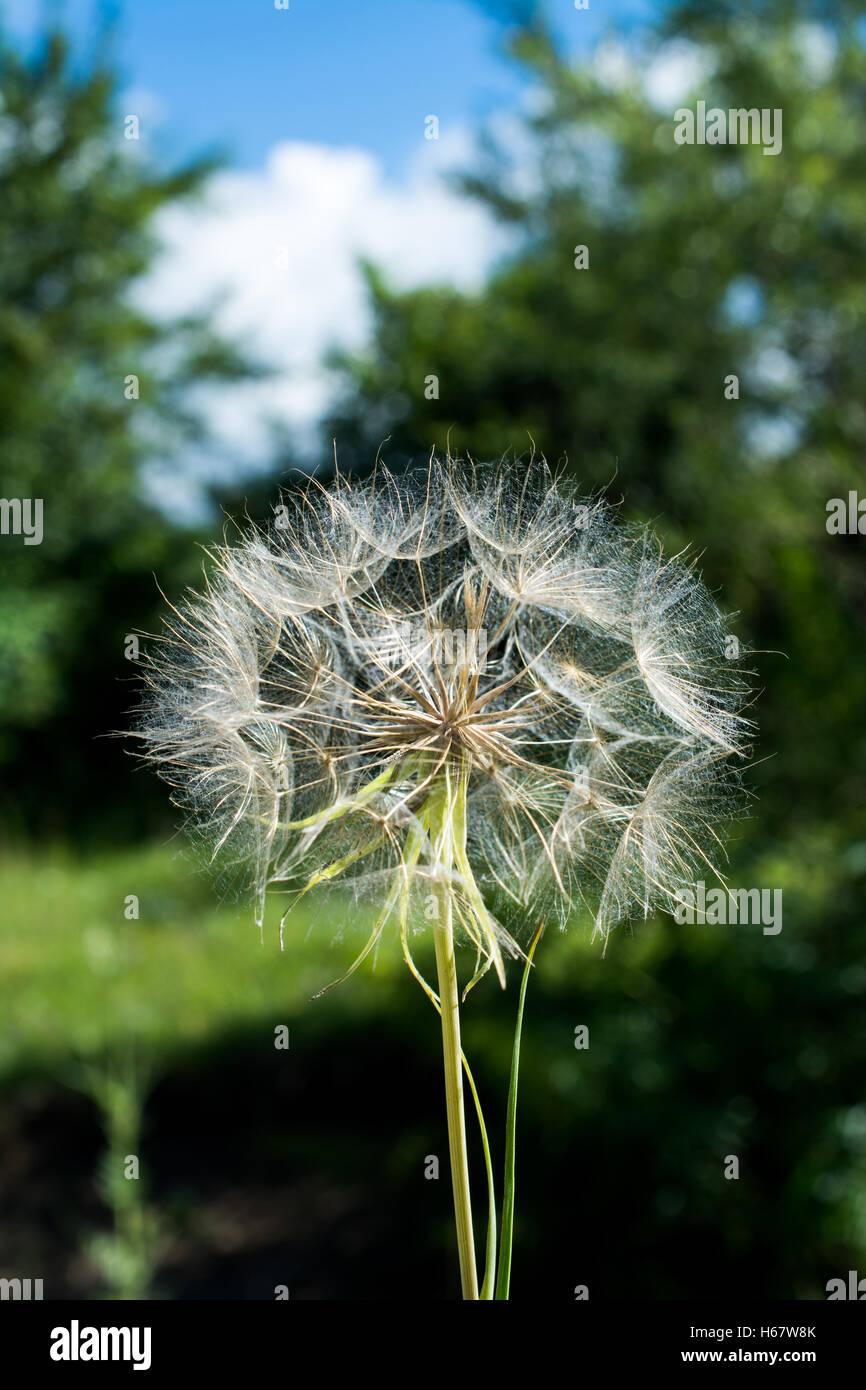 Beautiful fresh flowers in nature background Stock Photo - Alamy