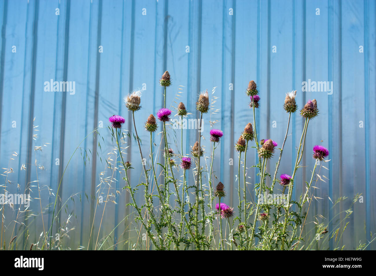 Beautiful Thistle flowers in nature background Stock Photo - Alamy