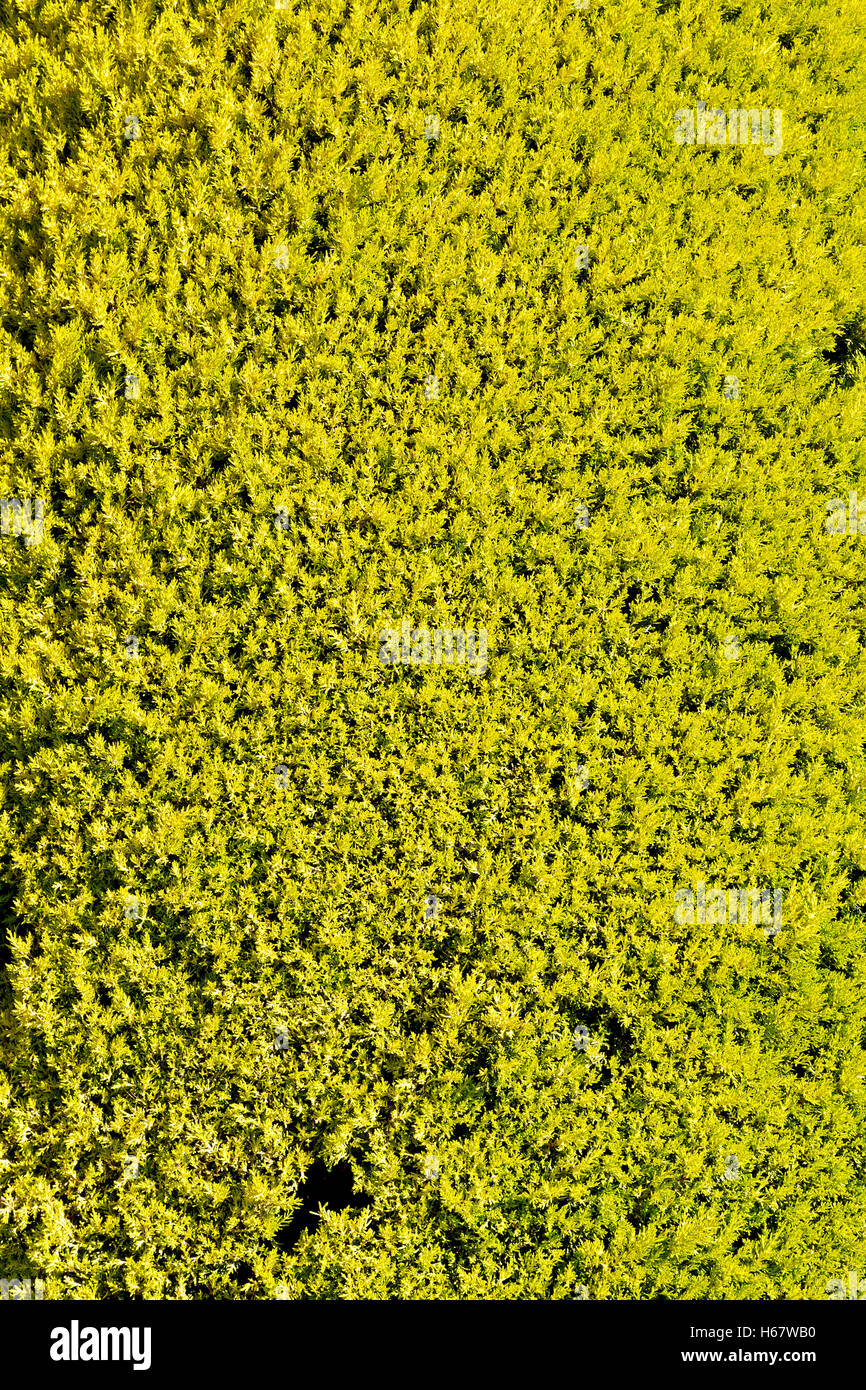 and grass plant in iran the green garden Stock Photo - Alamy