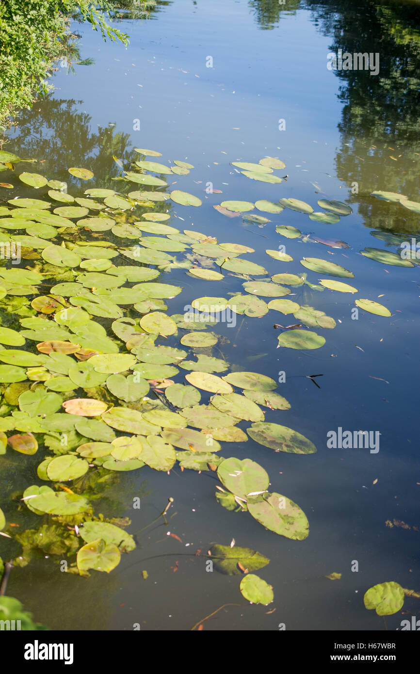 Background of green water texture in the pond Stock Photo - Alamy
