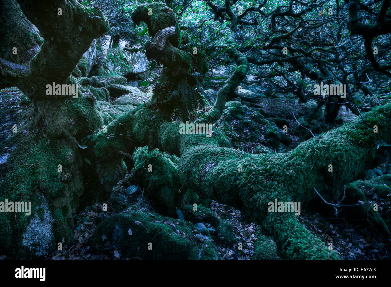 Spooky forest background with gnarled, moss-covered tree trunks and ...