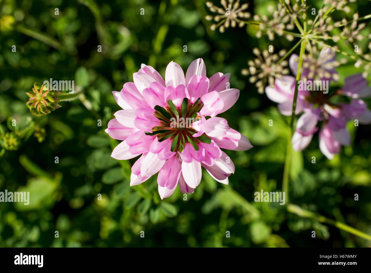 Beautiful fresh flowers in nature background Stock Photo - Alamy