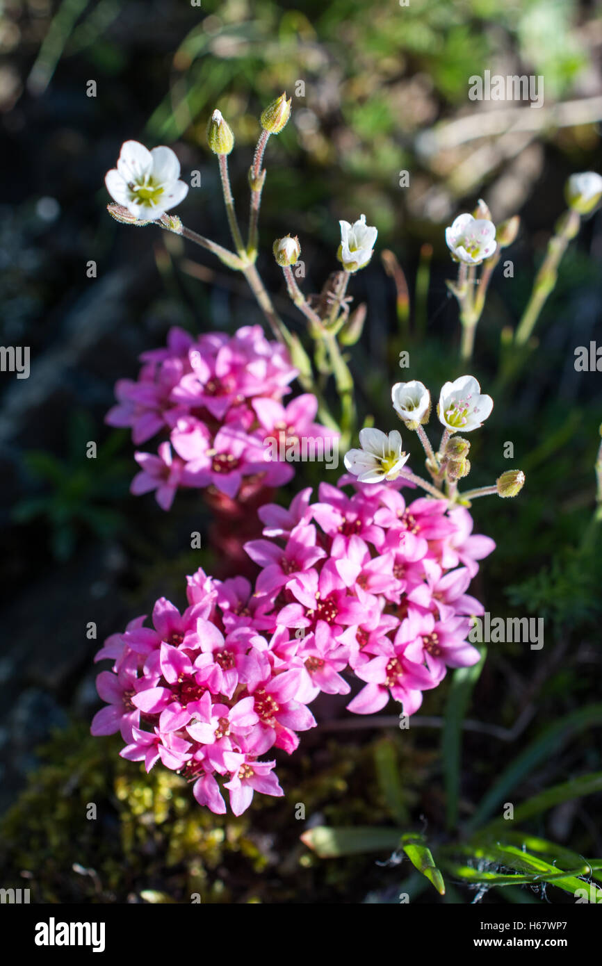 Beautiful fresh flowers in nature background Stock Photo - Alamy