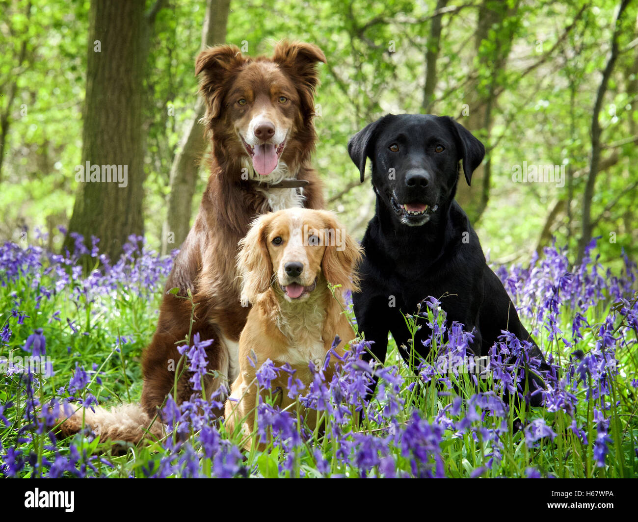 Three dogs of different breeds hi-res stock photography and images - Alamy
